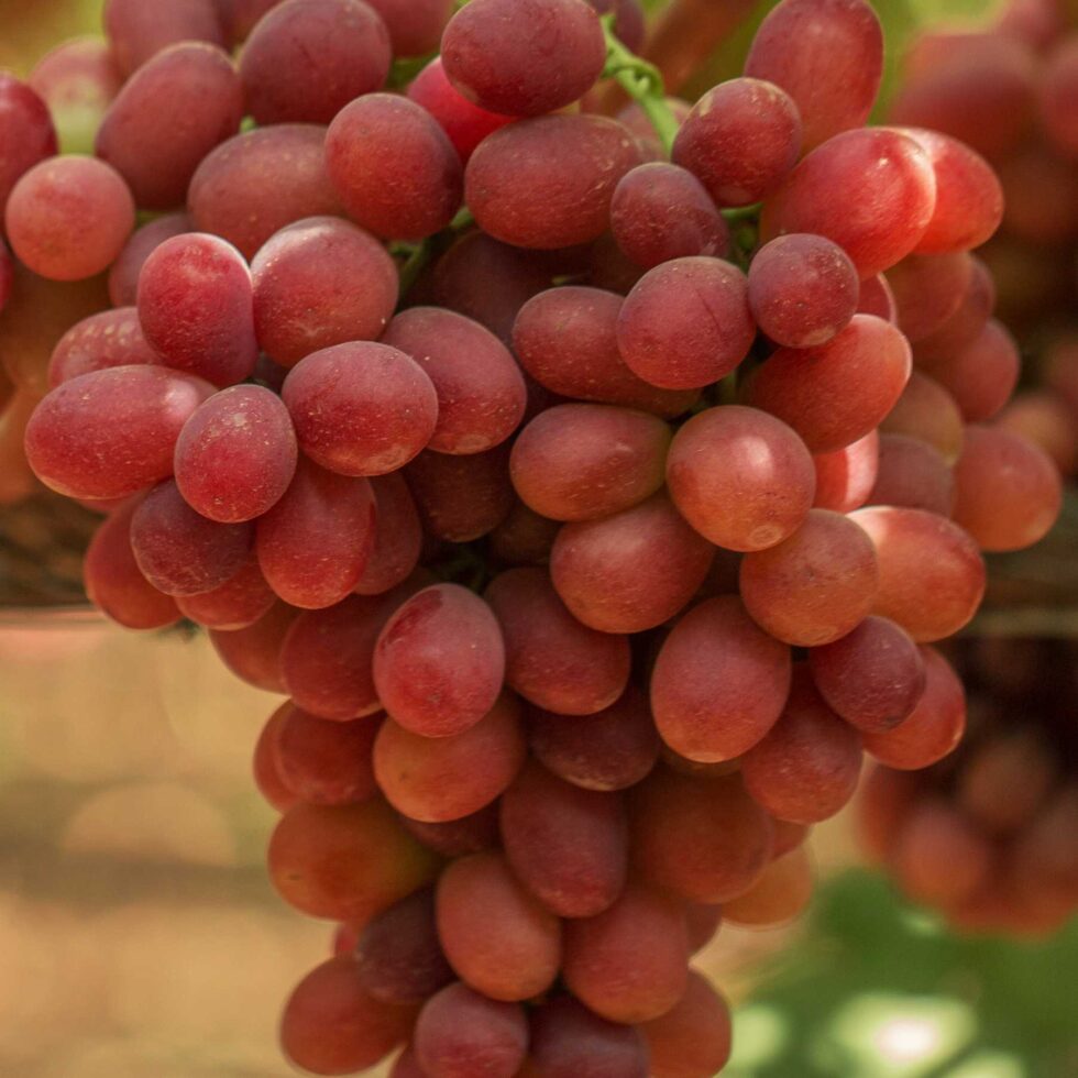 Grapes | Agricola Andrea