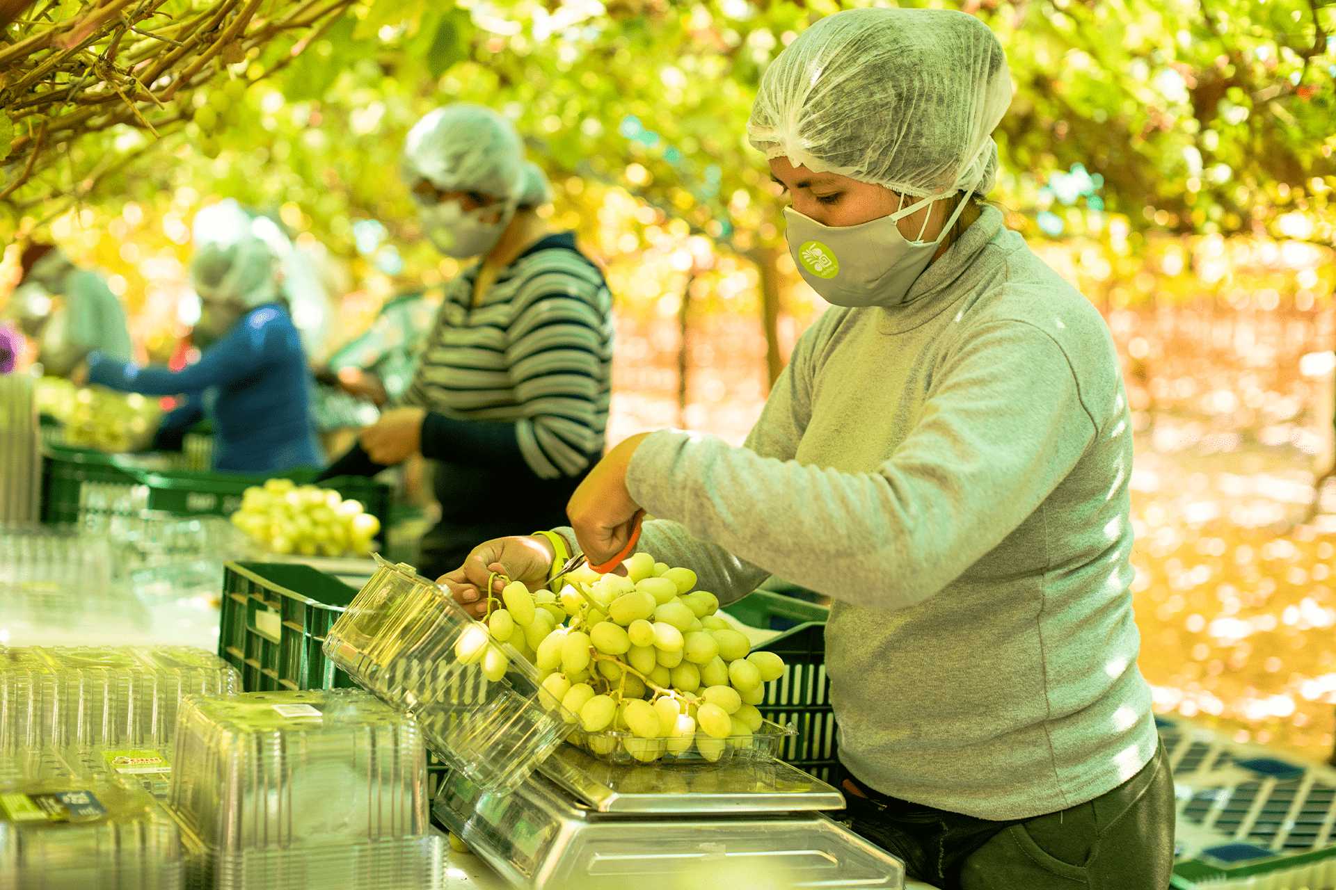 Grapes | Agricola Andrea