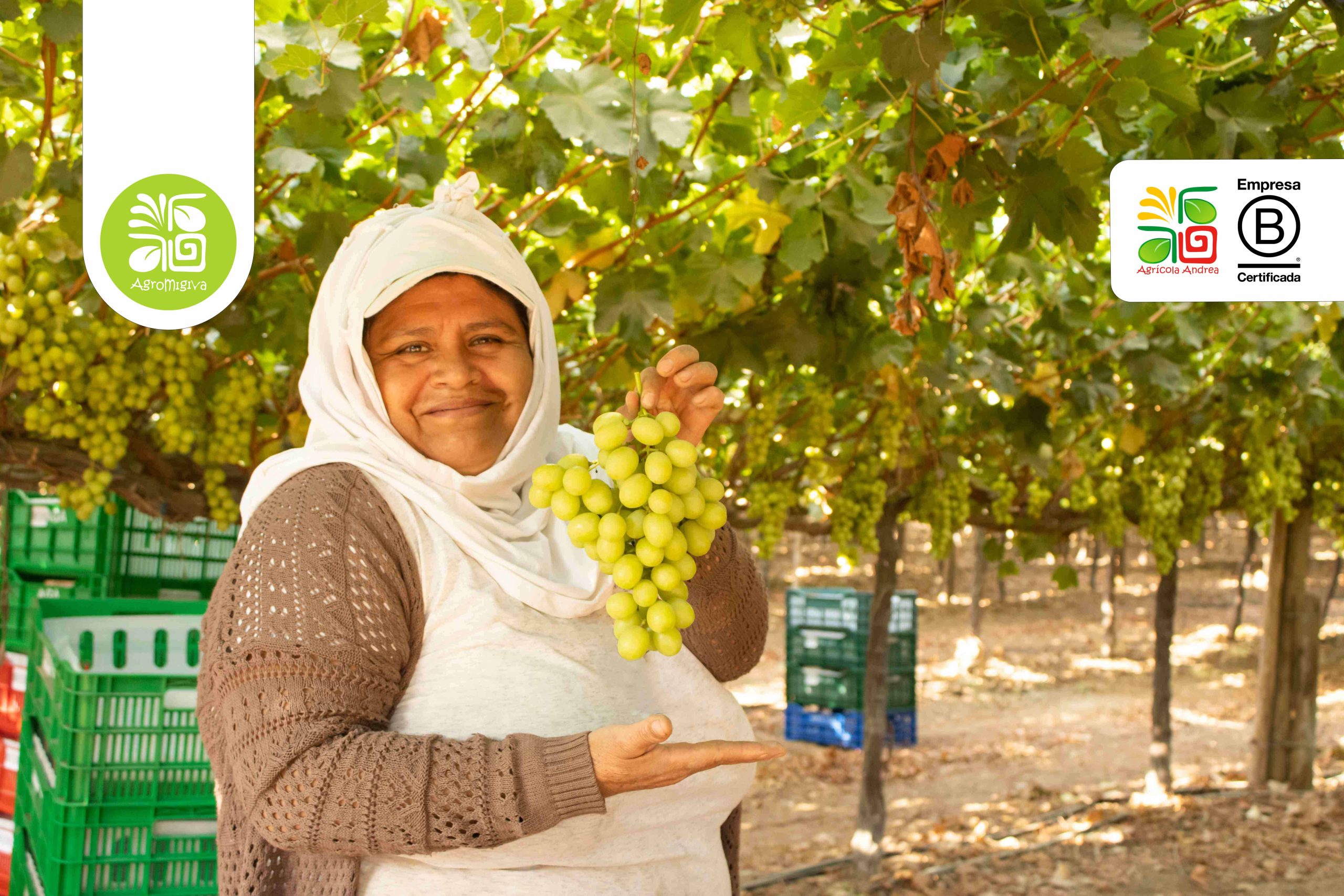 We have started the grape harvest at Fundo Carrizales, Ica! | Agricola ...