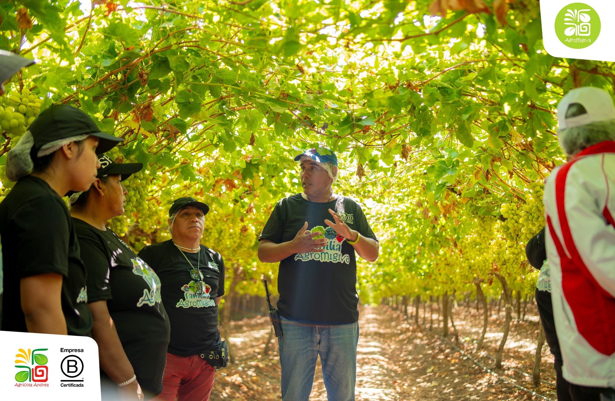 AgroMIGIVA Grape Family | Agricola Andrea