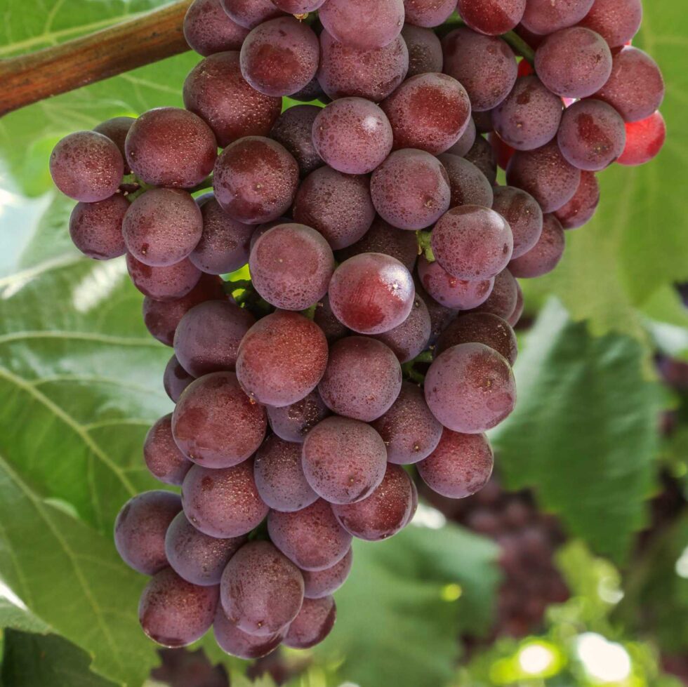 Uvas | Agrícola Andrea