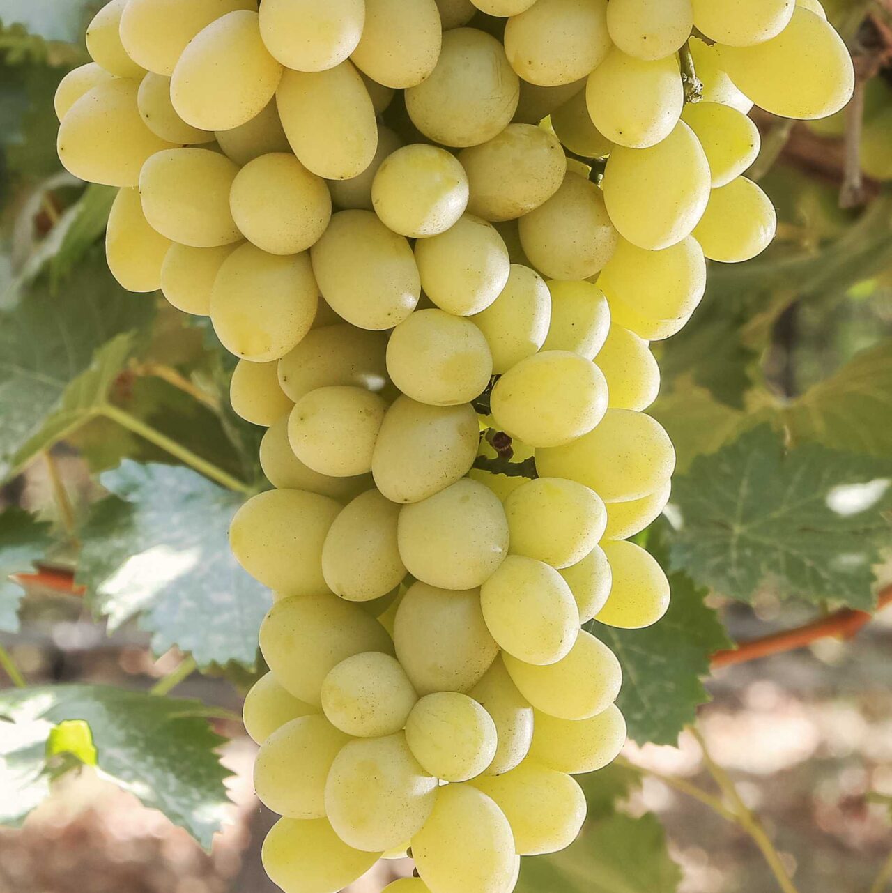 Uvas | Agrícola Andrea